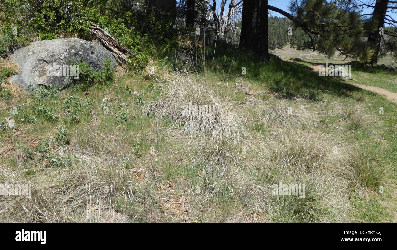 deergrass (Muhlenbergia rigens) Plantae Stock Photo - Alamy
