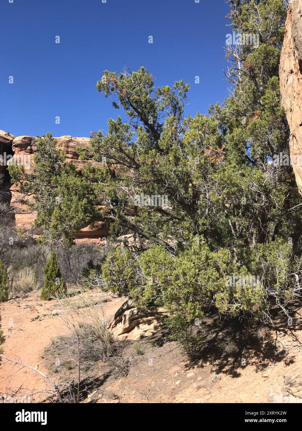Utah Juniper (Juniperus osteosperma) Plantae Stock Photo - Alamy