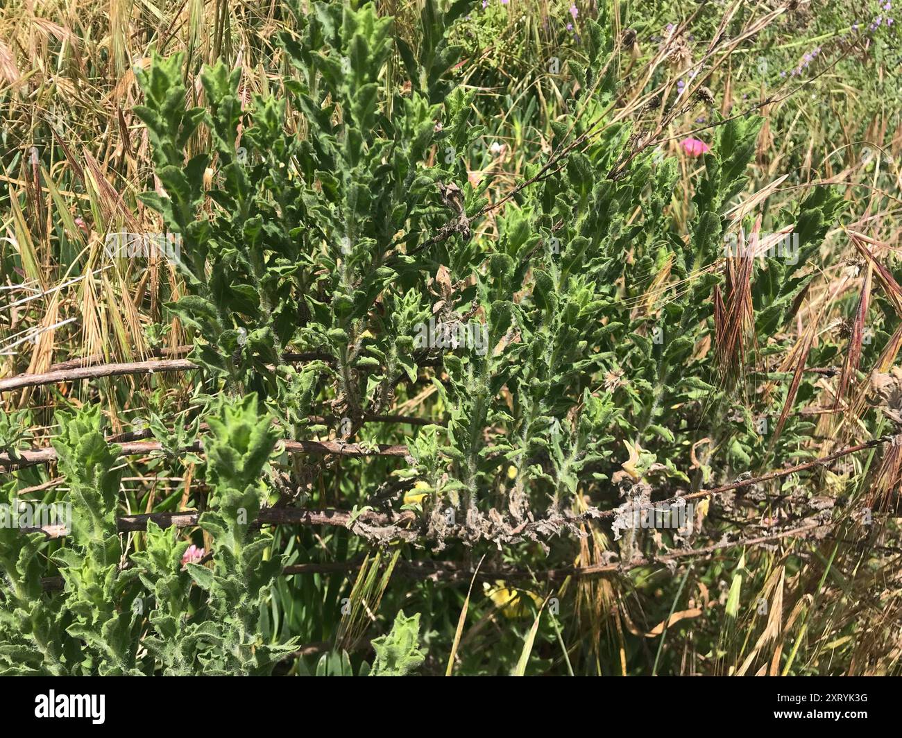 sessileflower false goldenaster (Heterotheca sessiliflora) Plantae ...