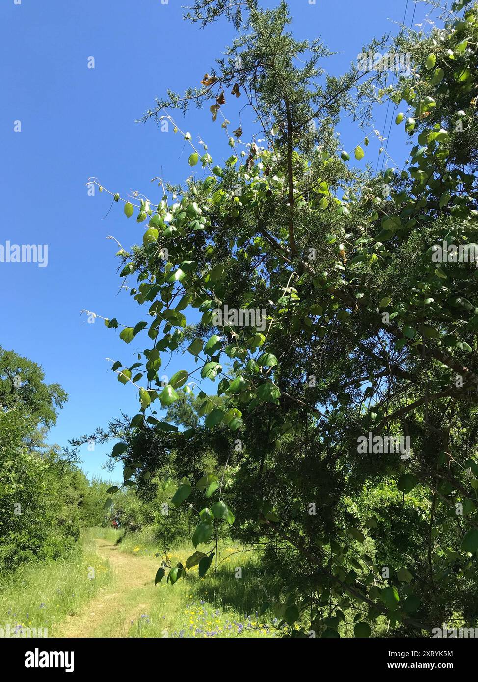 mustang grape (Vitis mustangensis) Plantae Stock Photo - Alamy