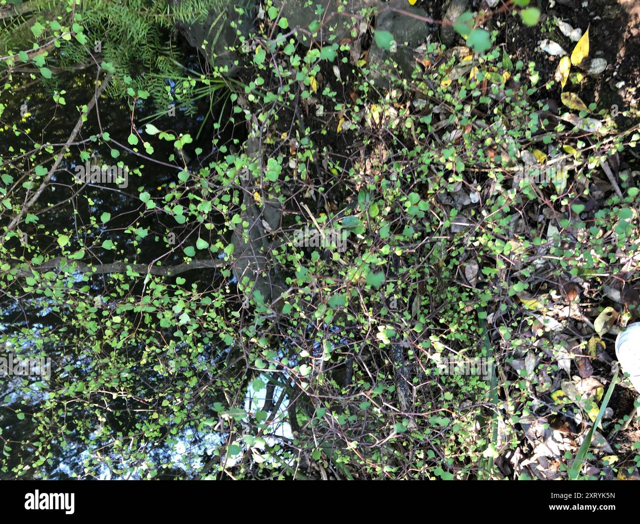 Muehlenbeckia astonii hi-res stock photography and images - Alamy