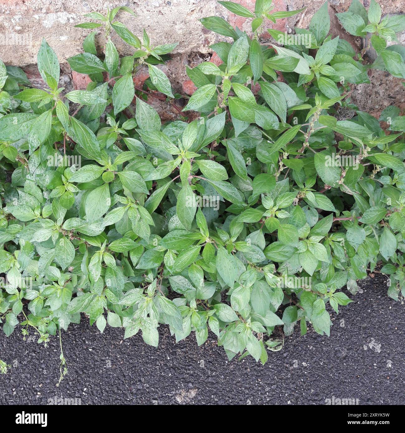pellitory-of-the-wall (Parietaria judaica) Plantae Stock Photo - Alamy