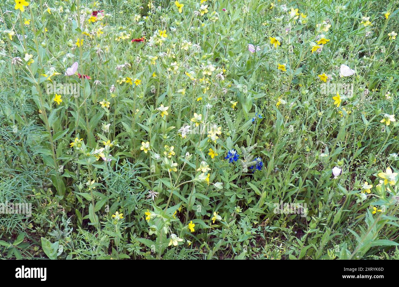 Texas yellow star (Lindheimera texana) Plantae Stock Photo - Alamy