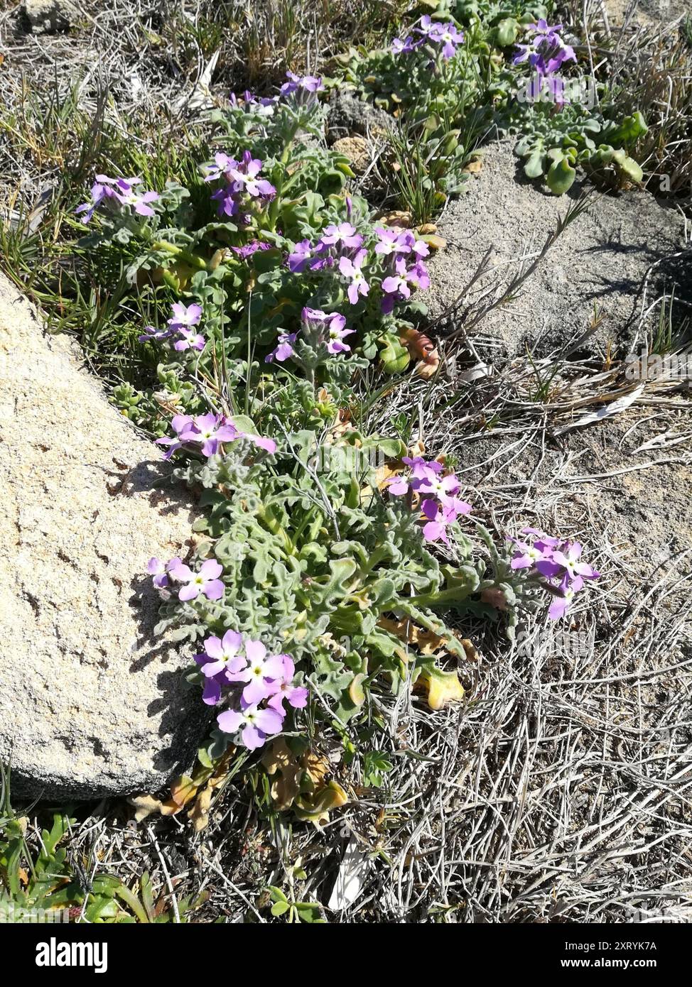 Stock (Matthiola) Plantae Stock Photo - Alamy