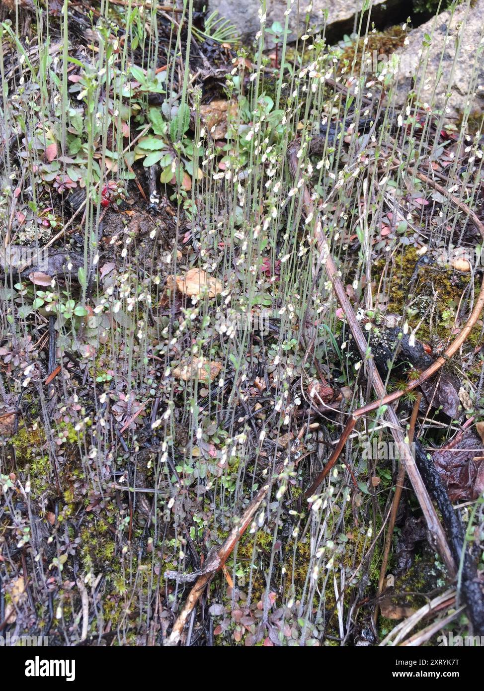 vascular plants (Tracheophyta) Plantae Stock Photo - Alamy