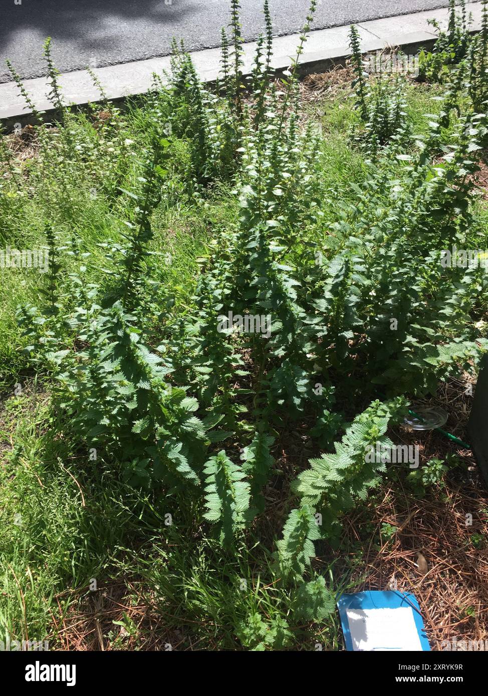Dwarf Nettle (Urtica urens) Plantae Stock Photo - Alamy