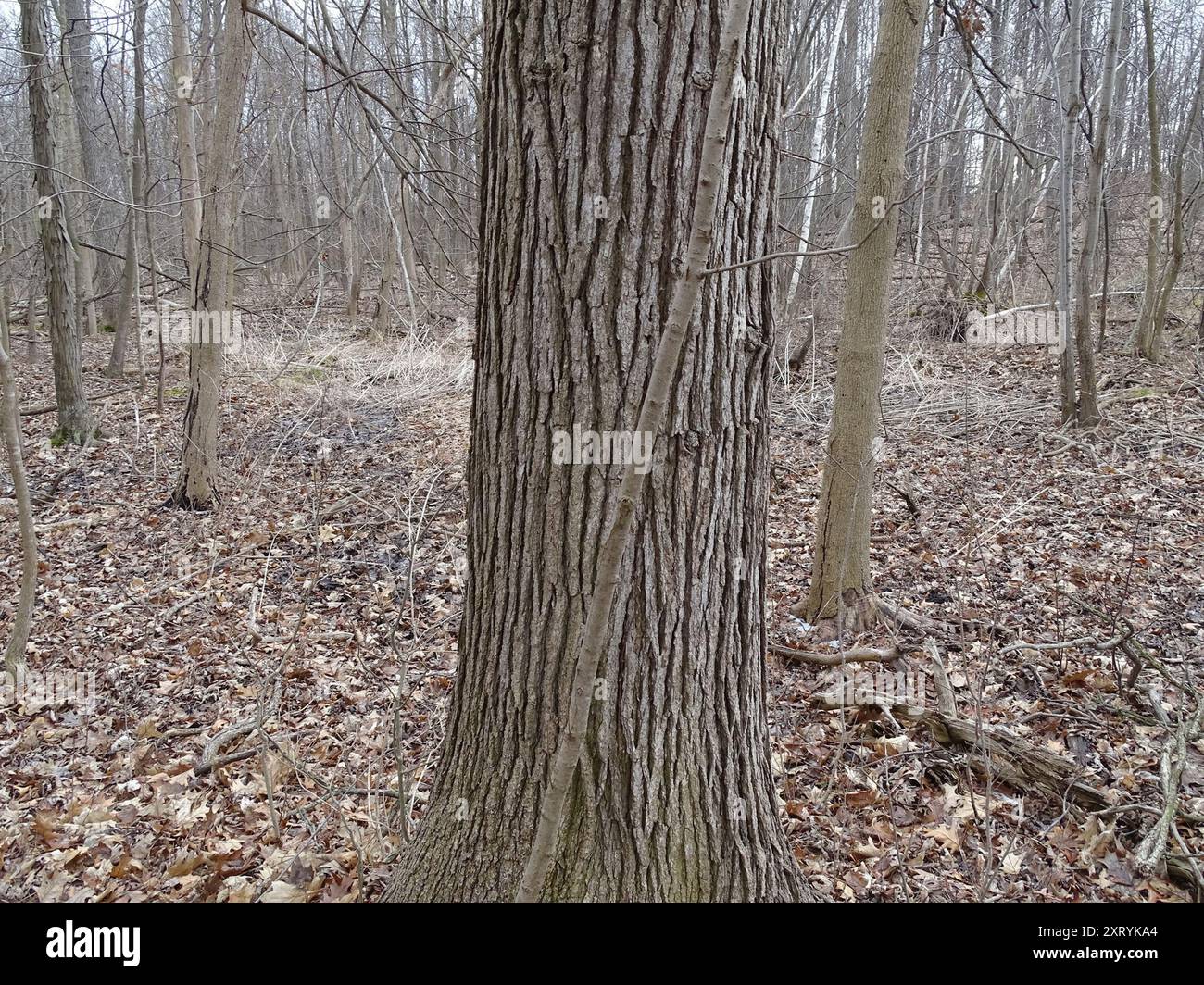 bur oak (Quercus macrocarpa) Plantae Stock Photo - Alamy