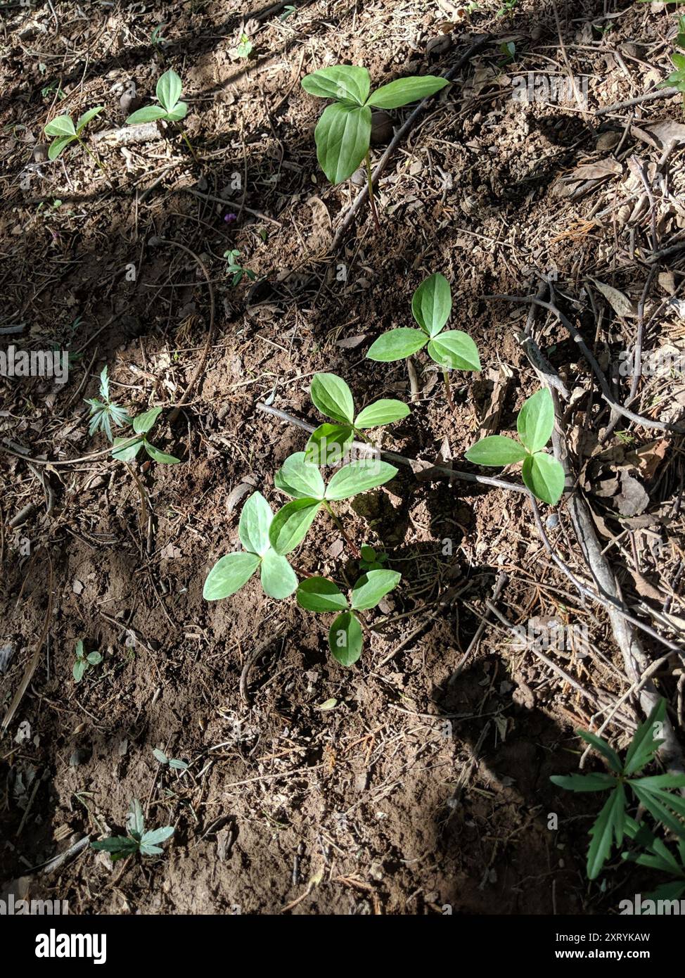 toadshade (Trillium sessile) Plantae Stock Photo - Alamy