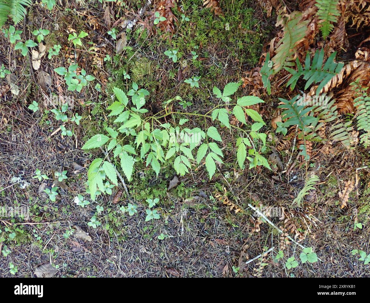 Goatsbeard (Aruncus dioicus) Plantae Stock Photo - Alamy