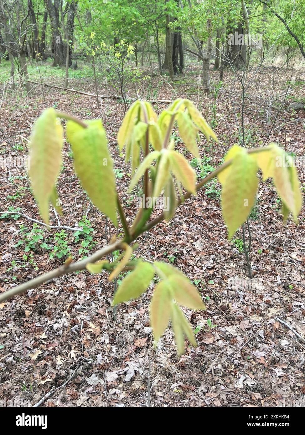 bitternut hickory (Carya cordiformis) Plantae Stock Photo - Alamy
