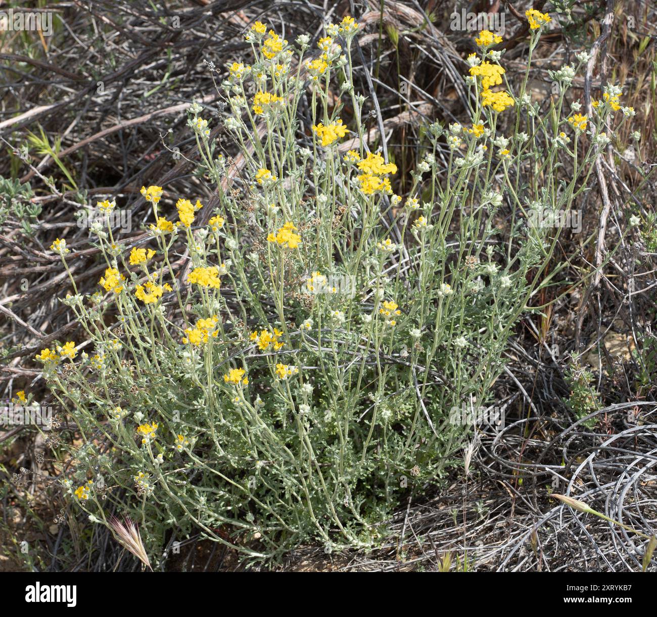 Golden Yarrow (Eriophyllum confertiflorum) Plantae Stock Photo - Alamy