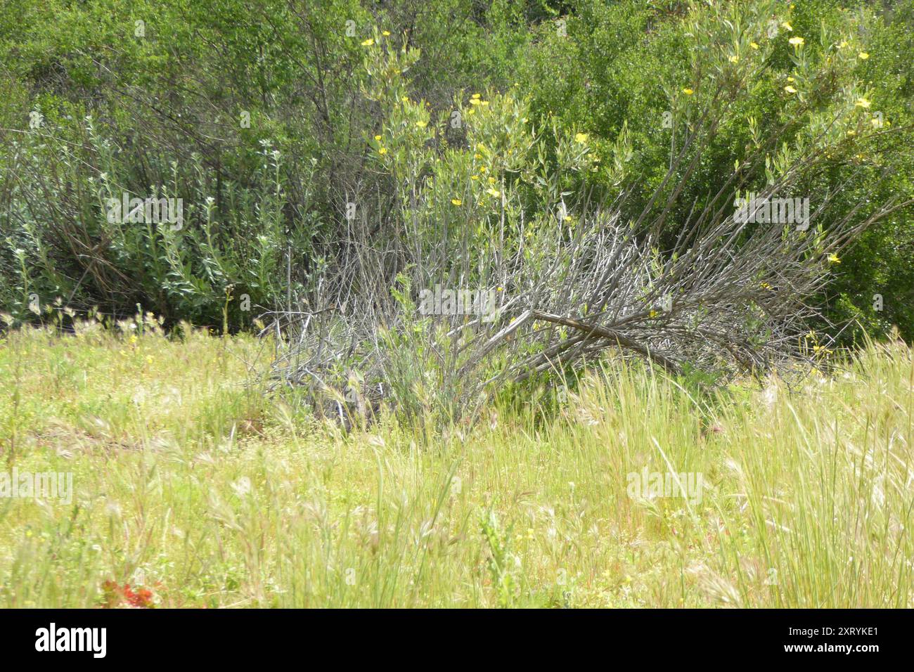 Bush Poppy (Dendromecon rigida) Plantae Stock Photo - Alamy