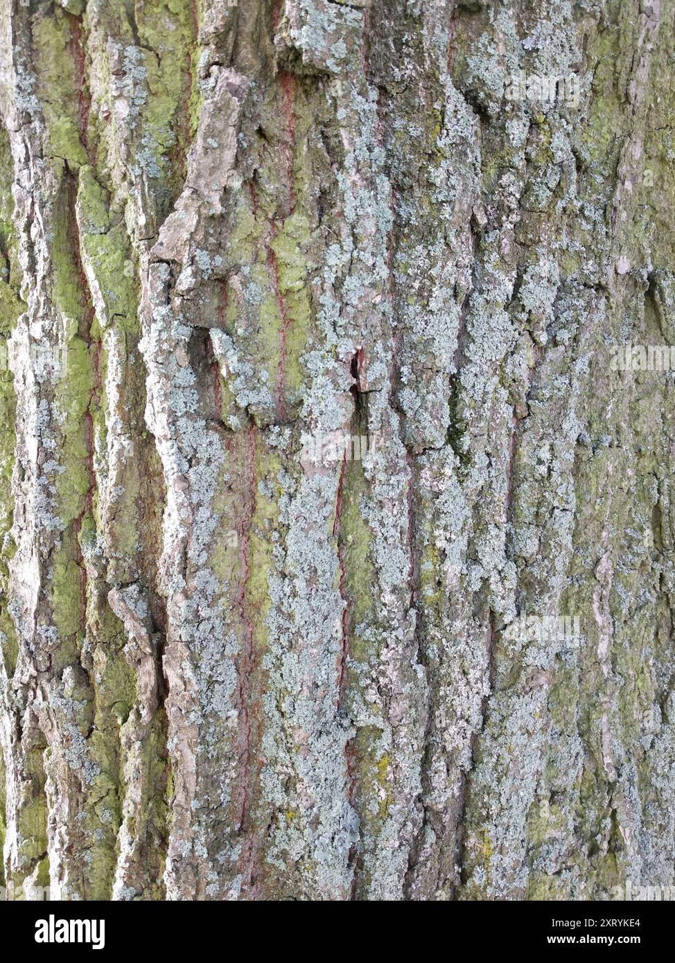 English oak (Quercus robur) Plantae Stock Photo - Alamy