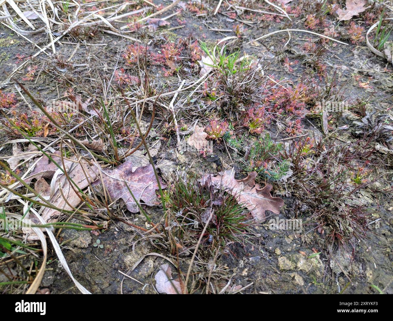 spoonleaf sundew (Drosera intermedia) Plantae Stock Photo - Alamy