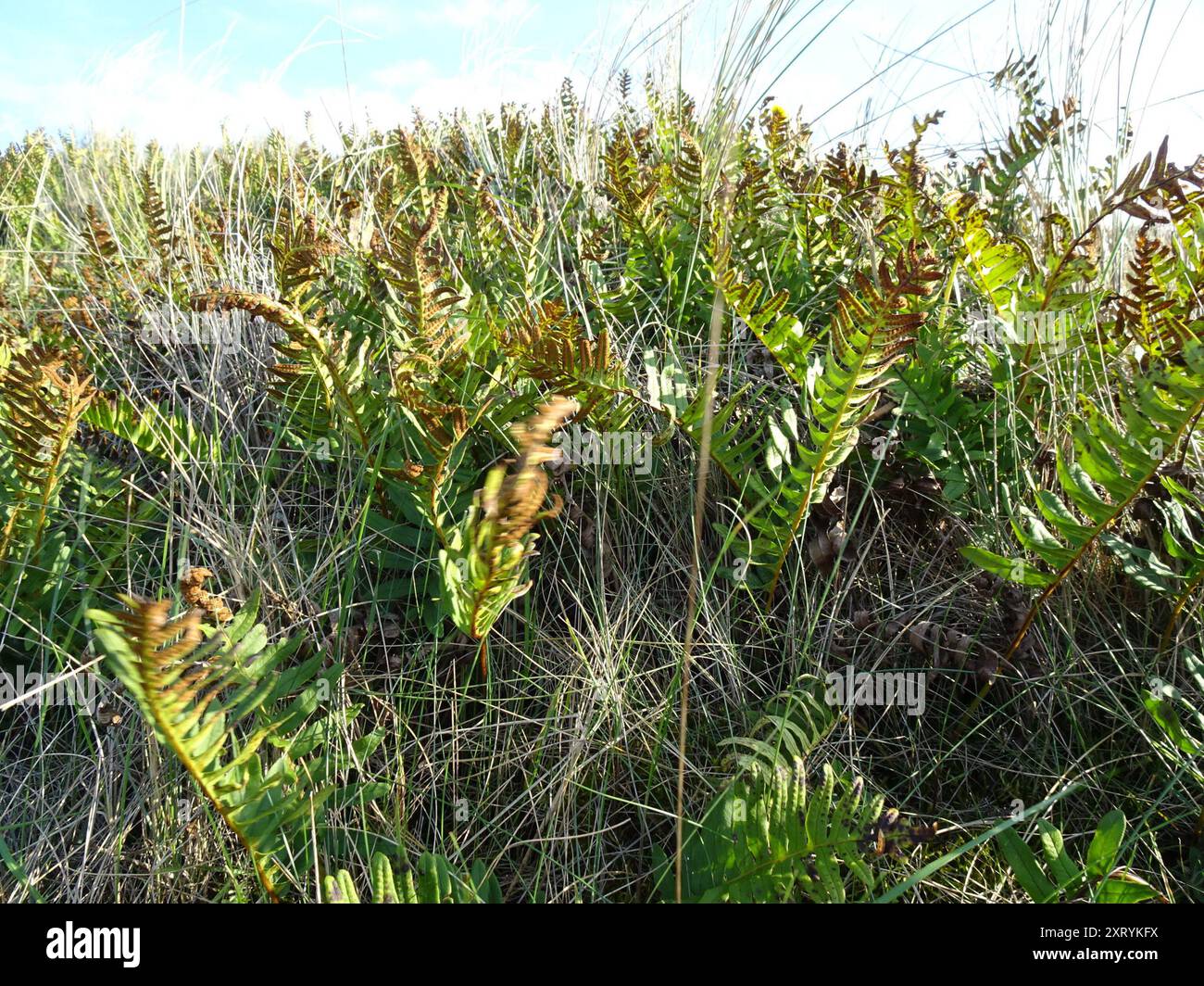 intermediate polypody (Polypodium interjectum) Plantae Stock Photo - Alamy