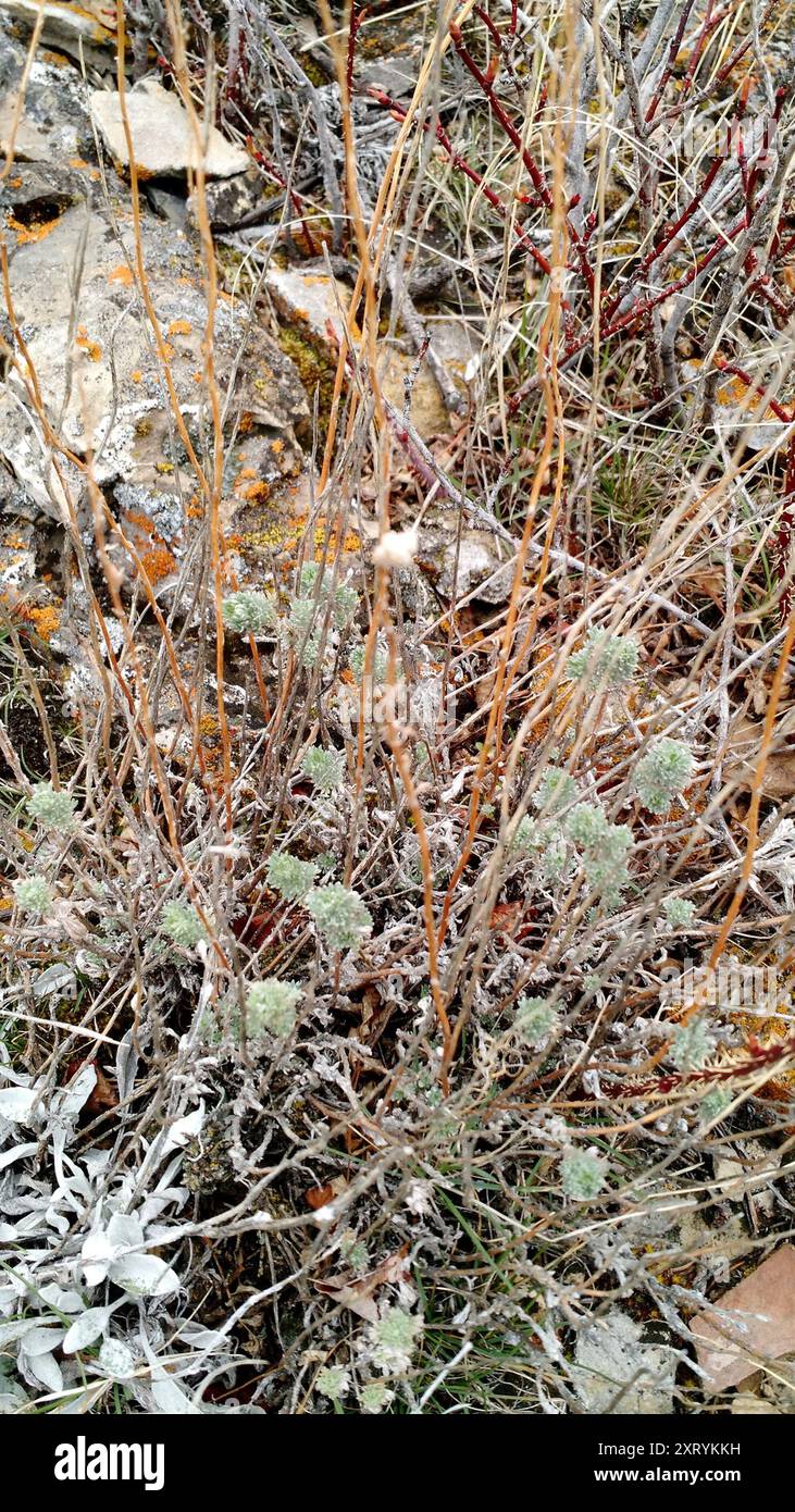 fringed sagebrush (Artemisia frigida) Plantae Stock Photo - Alamy