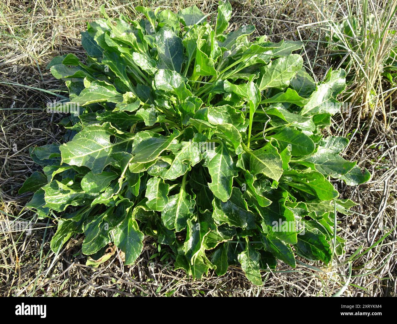 sea beet (Beta vulgaris maritima) Plantae Stock Photo - Alamy