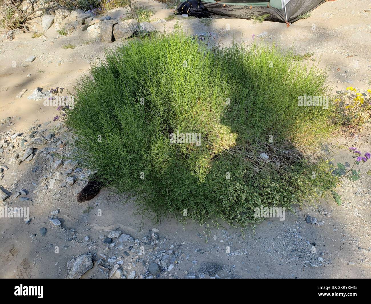 Cheesebush (Ambrosia salsola) Plantae Stock Photo - Alamy