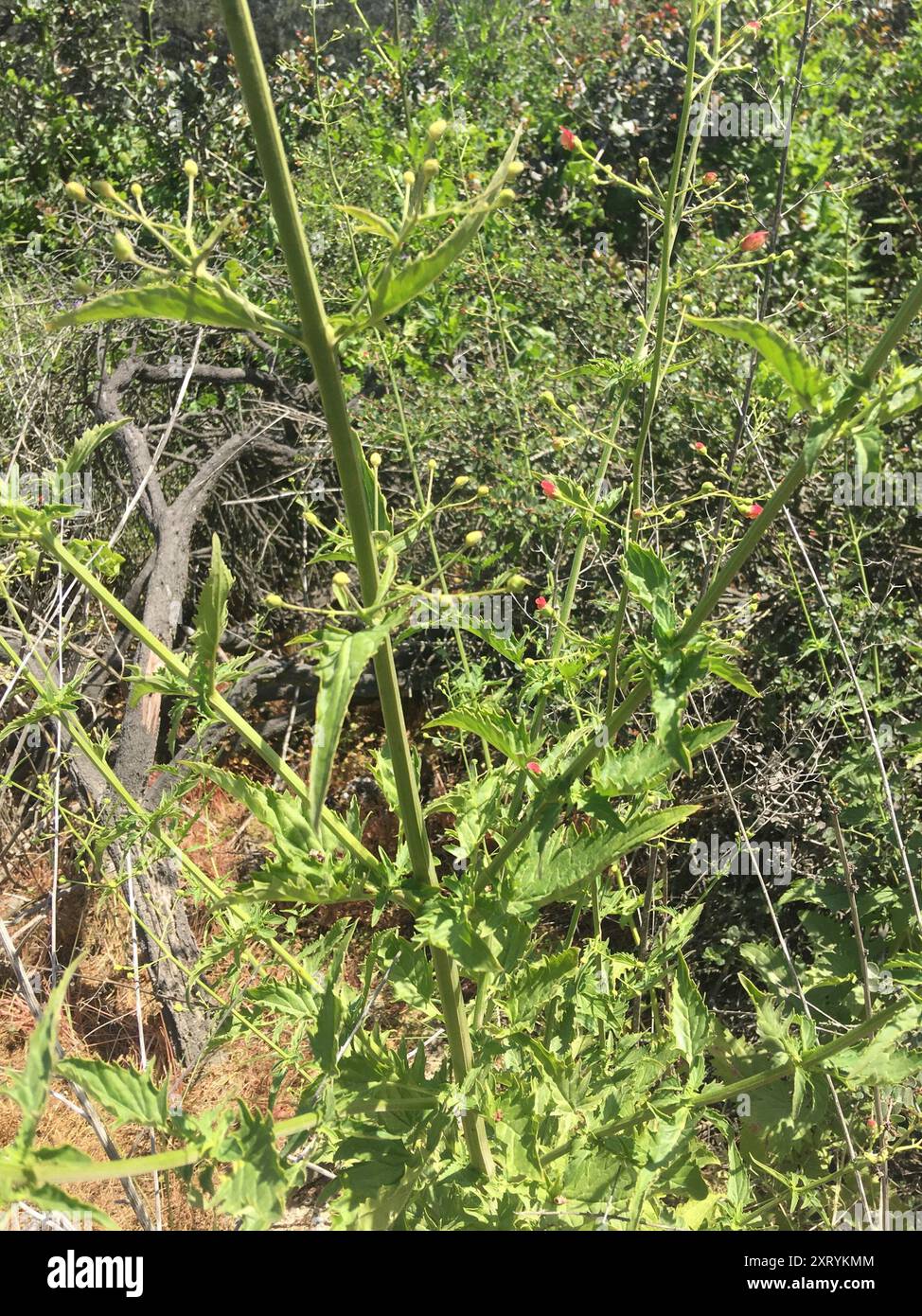 California beeplant (Scrophularia californica) Plantae Stock Photo - Alamy
