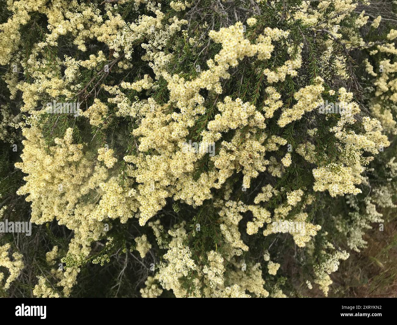 chamise (Adenostoma fasciculatum) Plantae Stock Photo - Alamy
