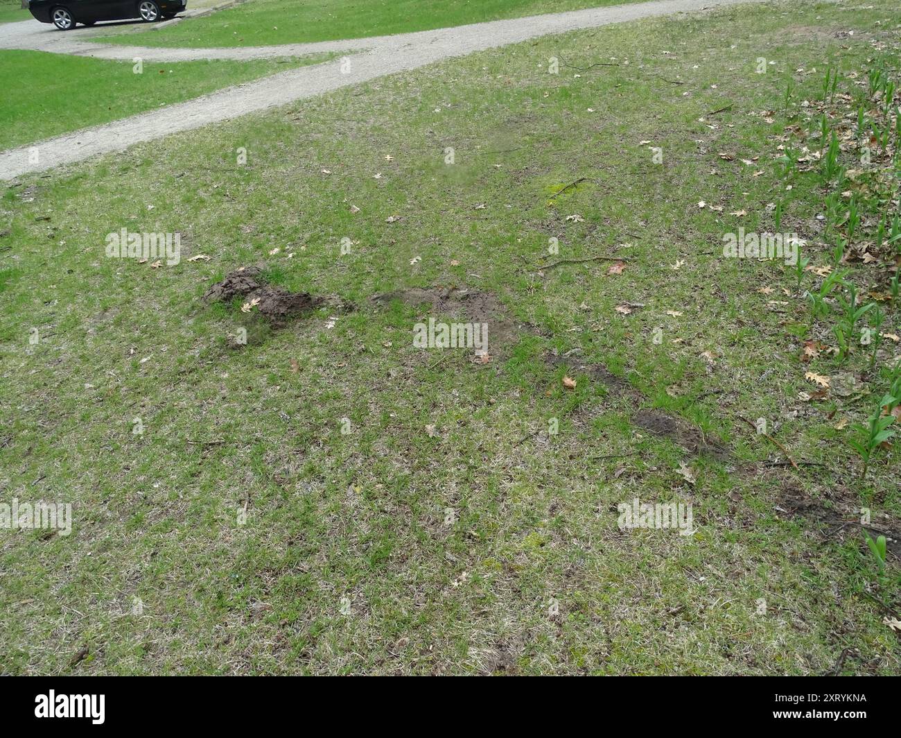 Eastern Mole (Scalopus aquaticus) Mammalia Stock Photo - Alamy