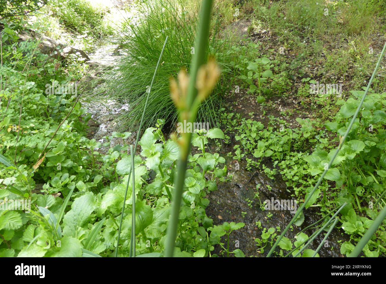 Basket Rush (Juncus textilis) Plantae Stock Photo - Alamy