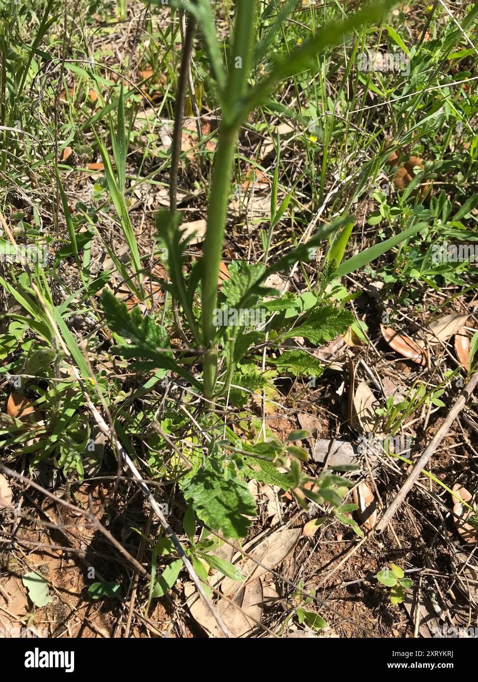 Texas vervain (Verbena halei) Plantae Stock Photo - Alamy