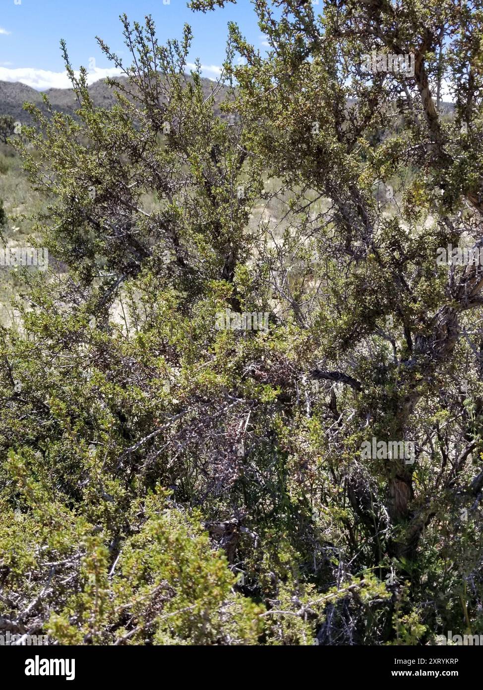 desert bitterbrush (Purshia glandulosa) Plantae Stock Photo - Alamy