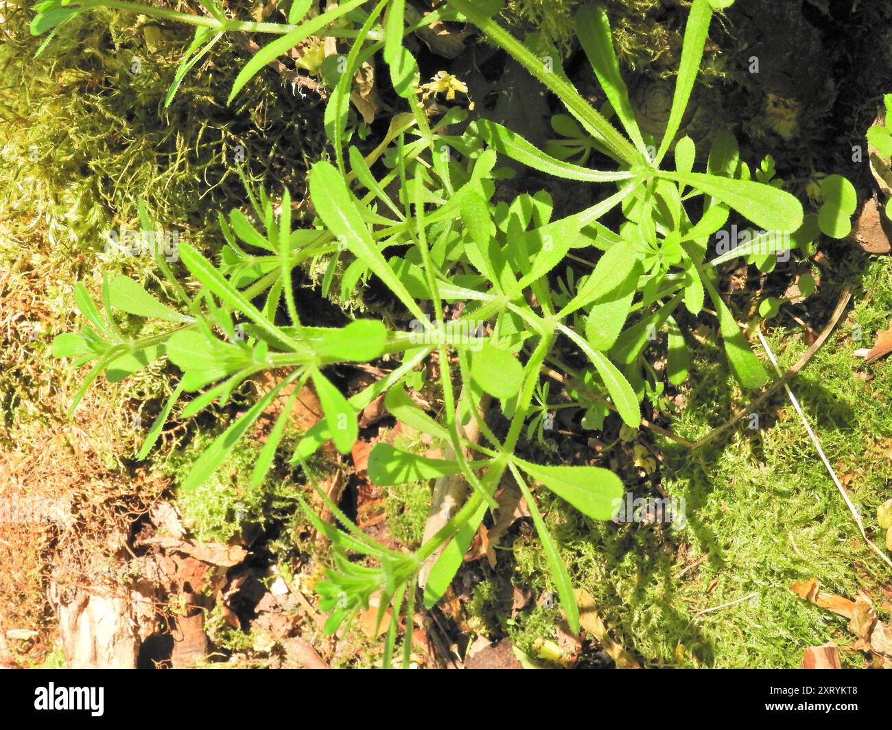 catchweed bedstraw (Galium aparine) Plantae Stock Photo - Alamy