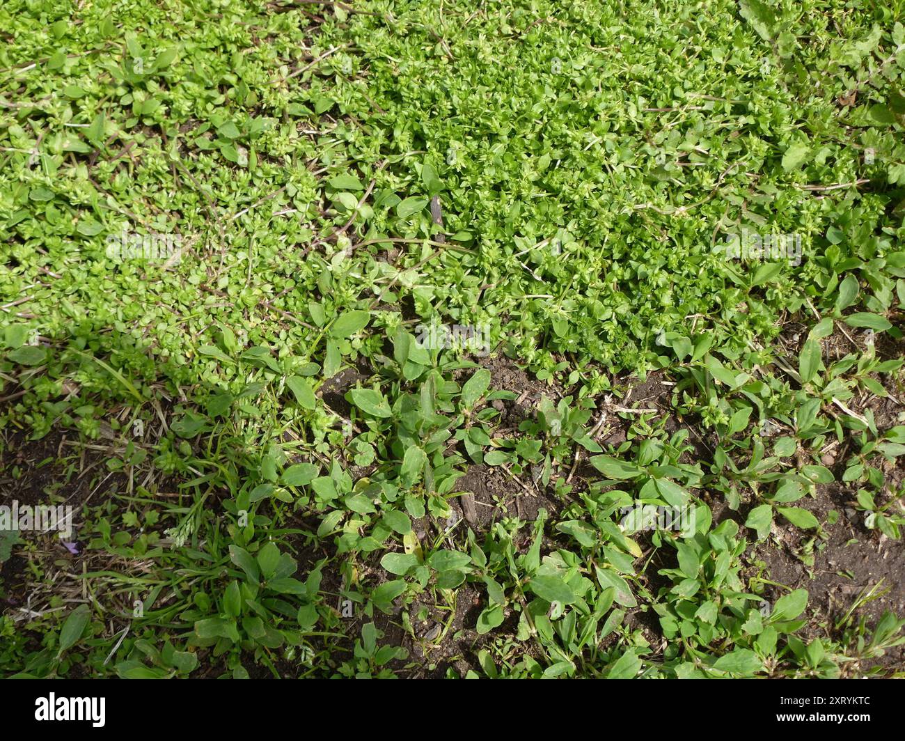 chickweeds (Stellaria) Plantae Stock Photo - Alamy