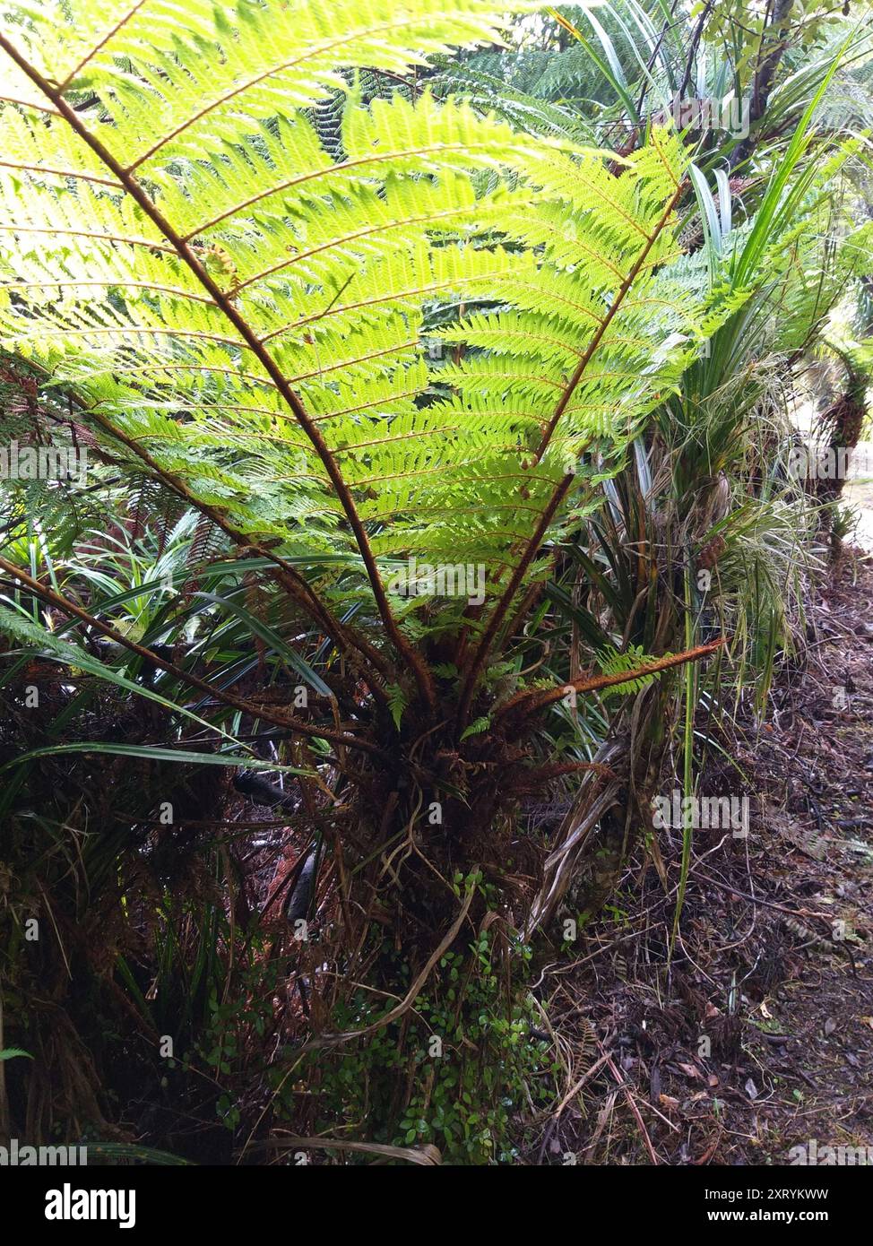 Smith's tree fern (Cyathea smithii) Plantae Stock Photo - Alamy