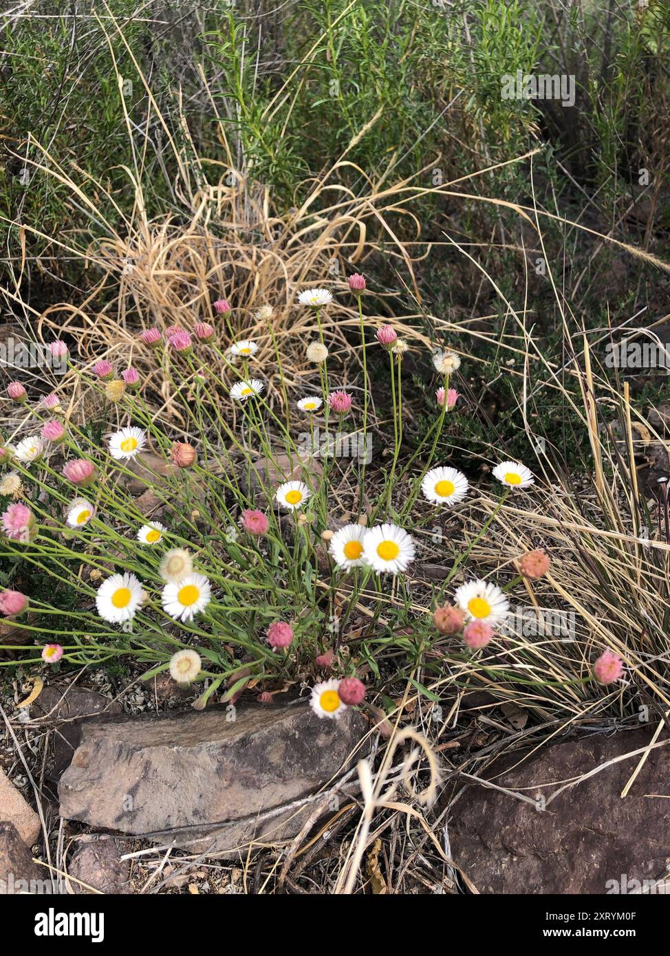 Plains fleabane (Erigeron modestus) Plantae Stock Photo - Alamy