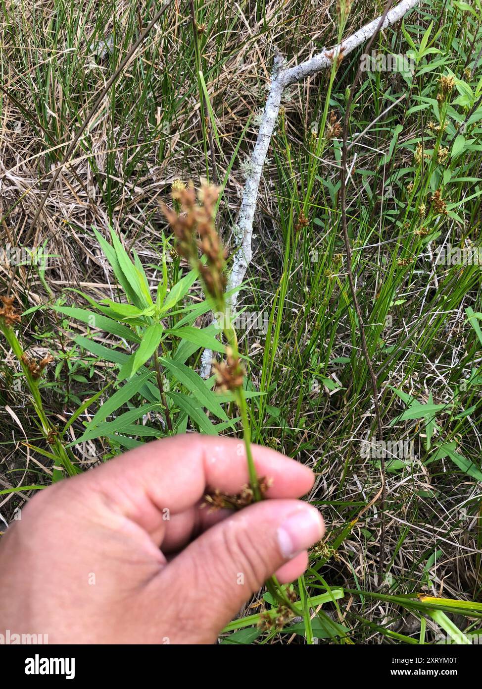 anglestem beaksedge (Rhynchospora caduca) Plantae Stock Photo - Alamy