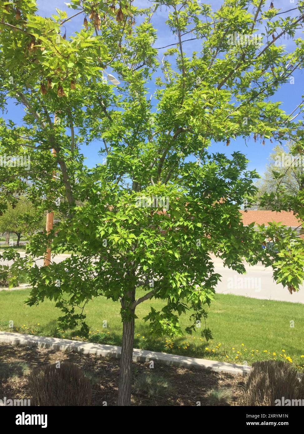 soapberry family (Sapindaceae) Plantae Stock Photo - Alamy