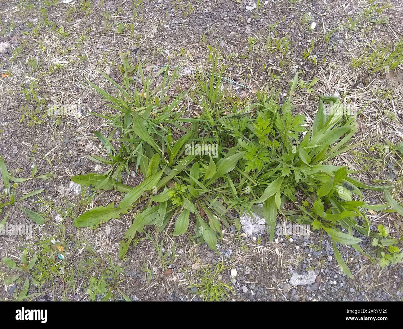 ribwort plantain (Plantago lanceolata) Plantae Stock Photo - Alamy