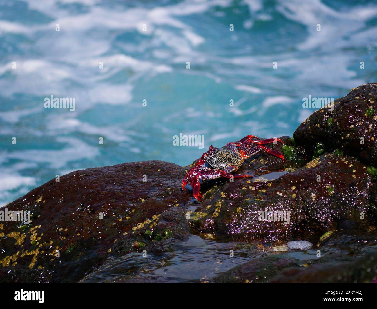 Big red crab on a volcanic lava rock stone near the sea at the ...