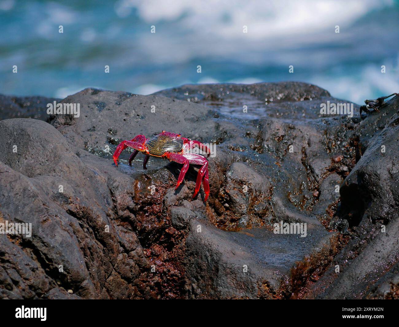 Big red crab on a volcanic lava rock stone near the sea at the ...