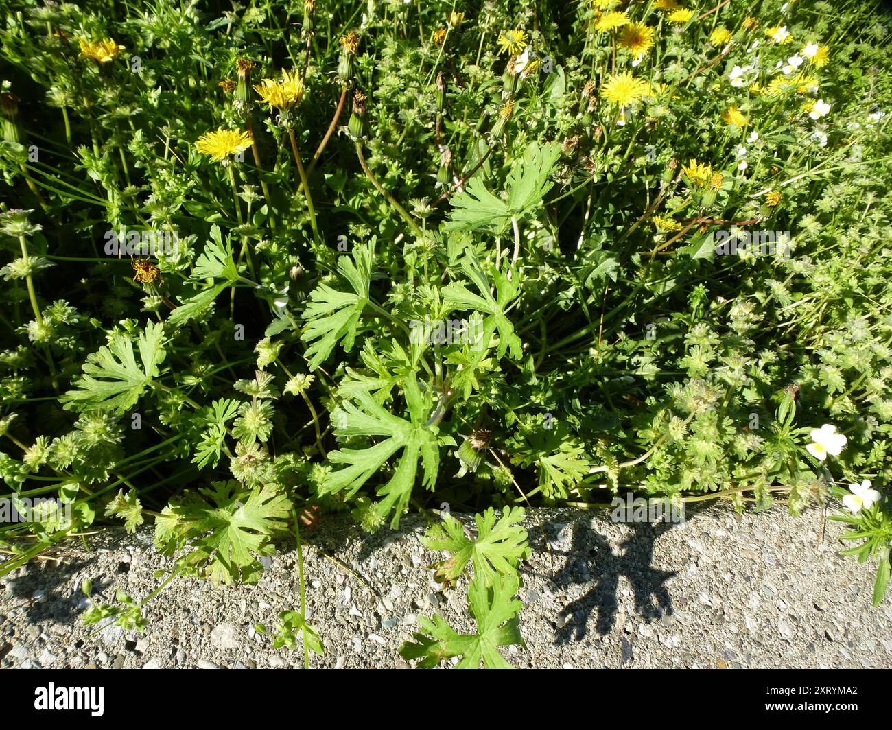 Geranium family (Geraniaceae) Plantae Stock Photo - Alamy