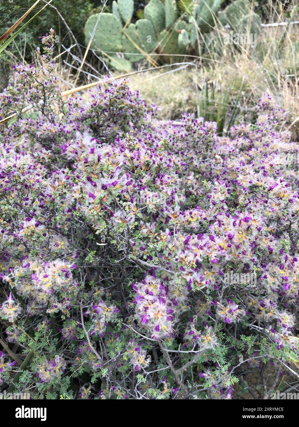 feather dalea (Dalea formosa) Plantae Stock Photo - Alamy