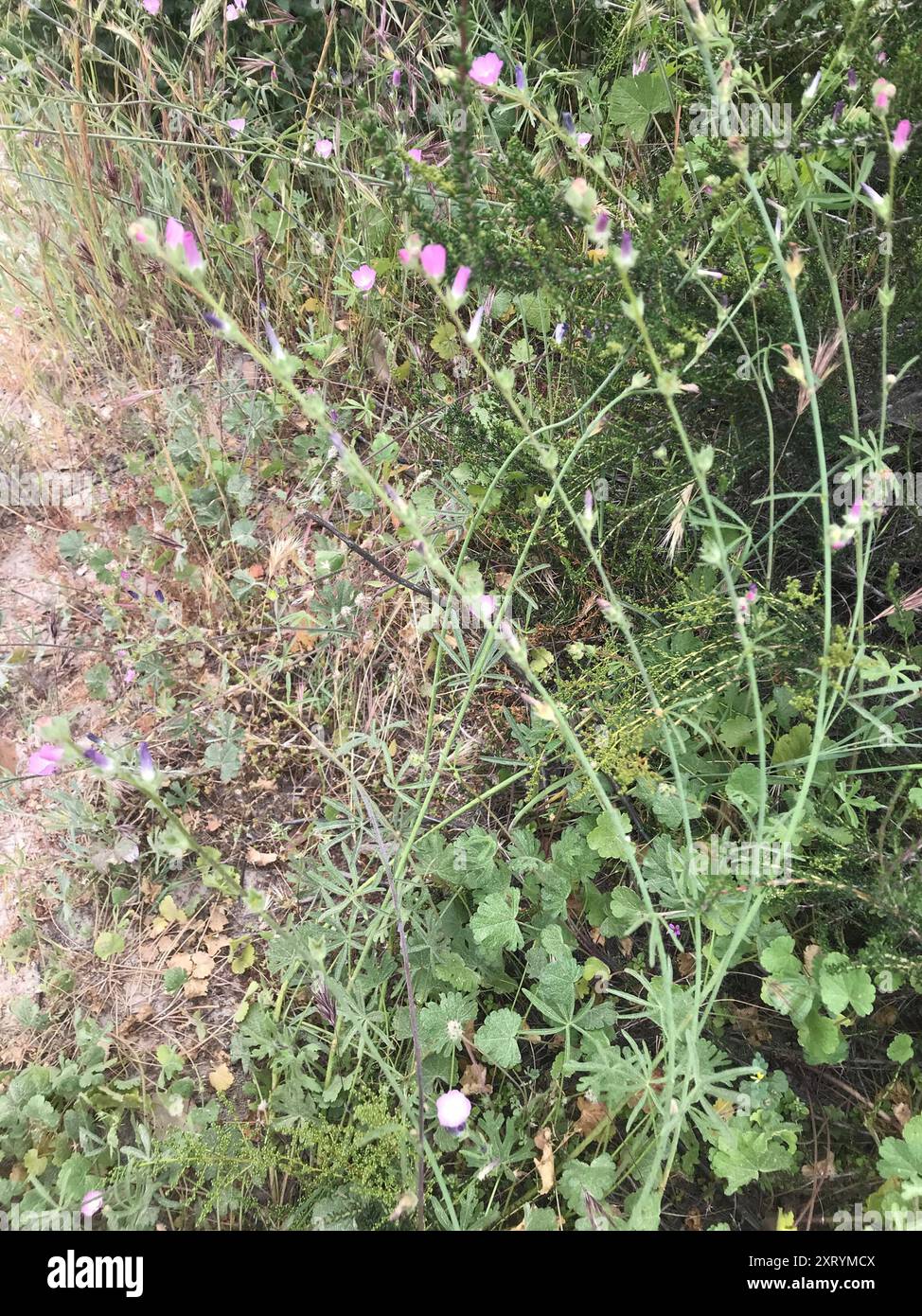 Southern Checkerbloom (Sidalcea sparsifolia) Plantae Stock Photo - Alamy