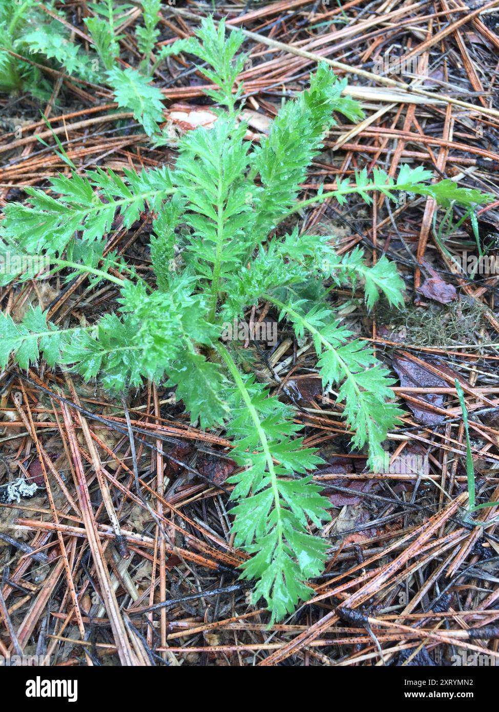 prairie smoke (Geum triflorum) Plantae Stock Photo - Alamy