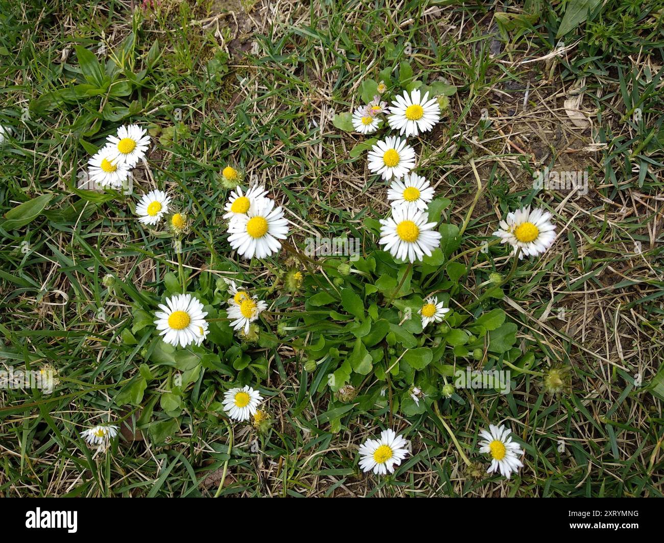 Lawn daisy (Bellis perennis) Plantae Stock Photo - Alamy