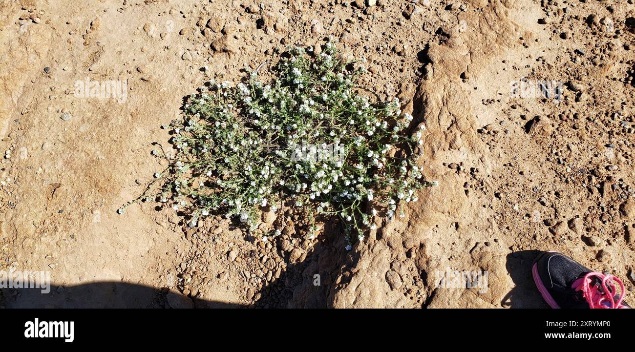 Clearwater cryptantha (Cryptantha intermedia) Plantae Stock Photo - Alamy