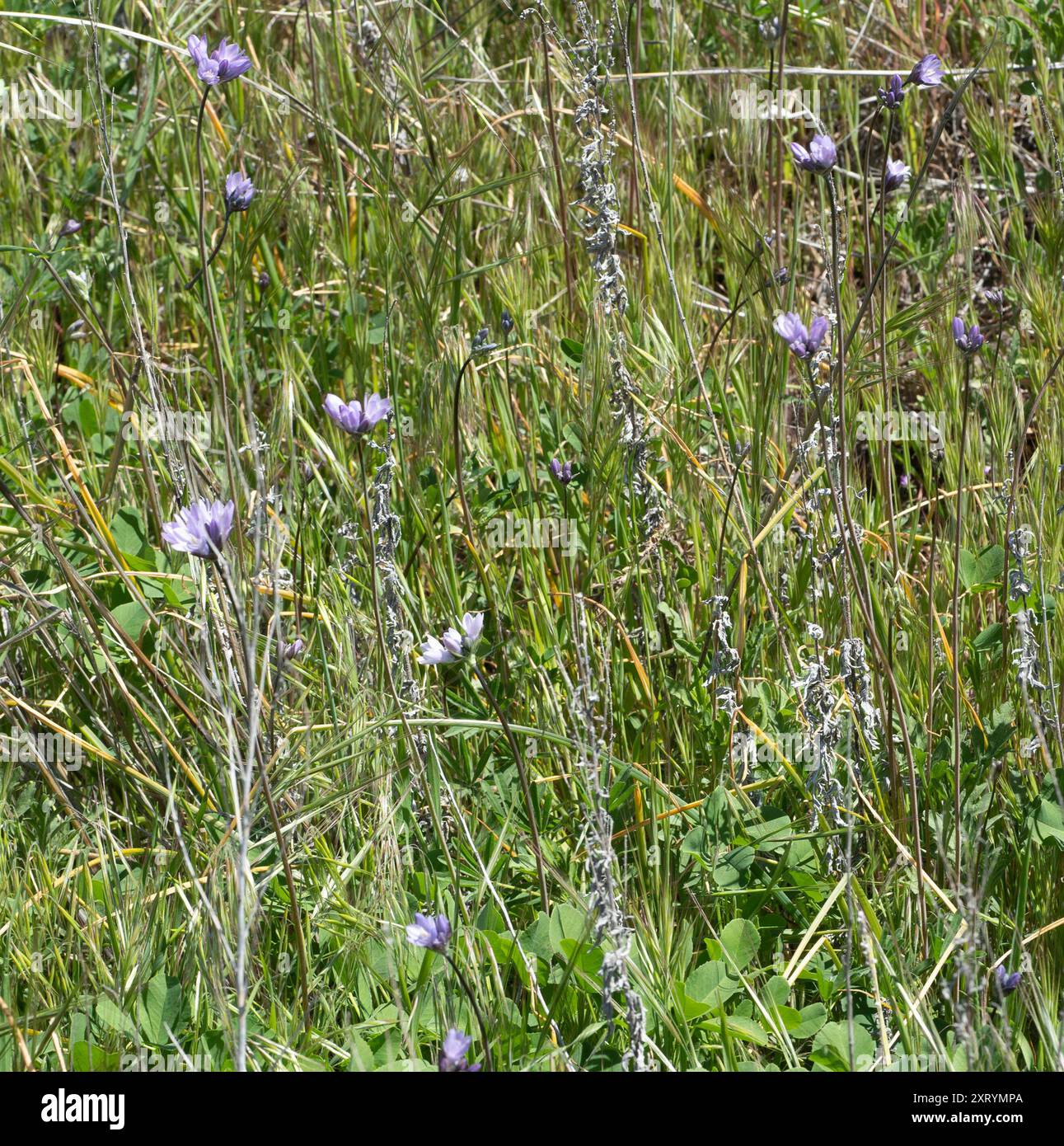 Blue Dicks (Dipterostemon capitatus) Plantae Stock Photo - Alamy