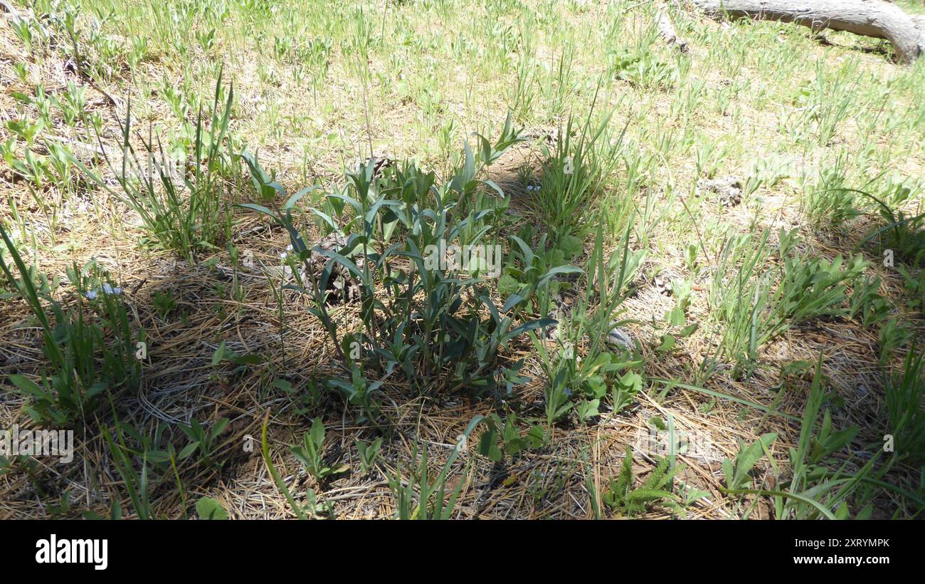 scarlet bugler (Penstemon centranthifolius) Plantae Stock Photo - Alamy