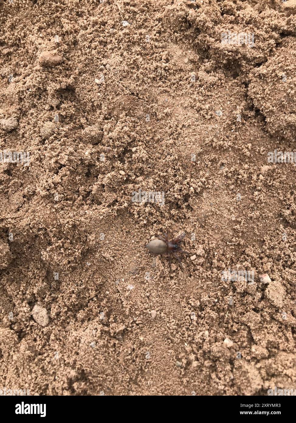 Woodlouse spiders hi-res stock photography and images - Alamy