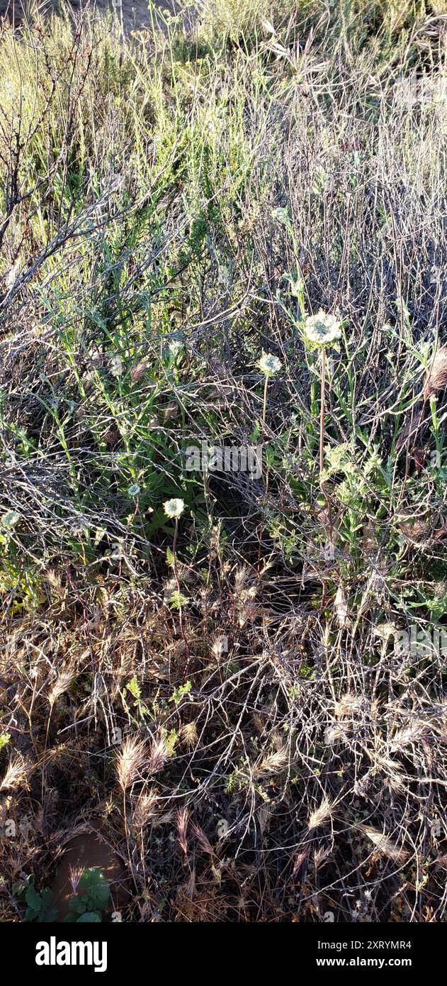 American wild carrot (Daucus pusillus) Plantae Stock Photo - Alamy