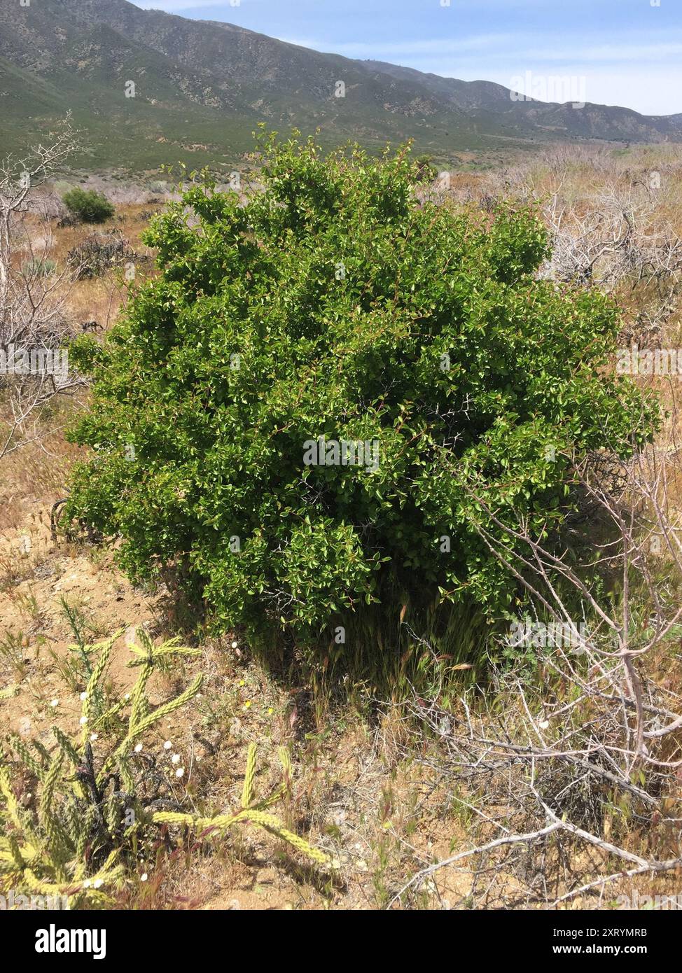 Desert Apricot (Prunus fremontii) Plantae Stock Photo - Alamy