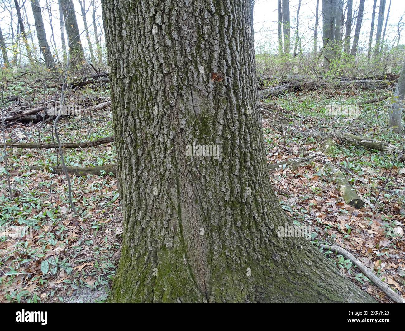 black oak (Quercus velutina) Plantae Stock Photo - Alamy