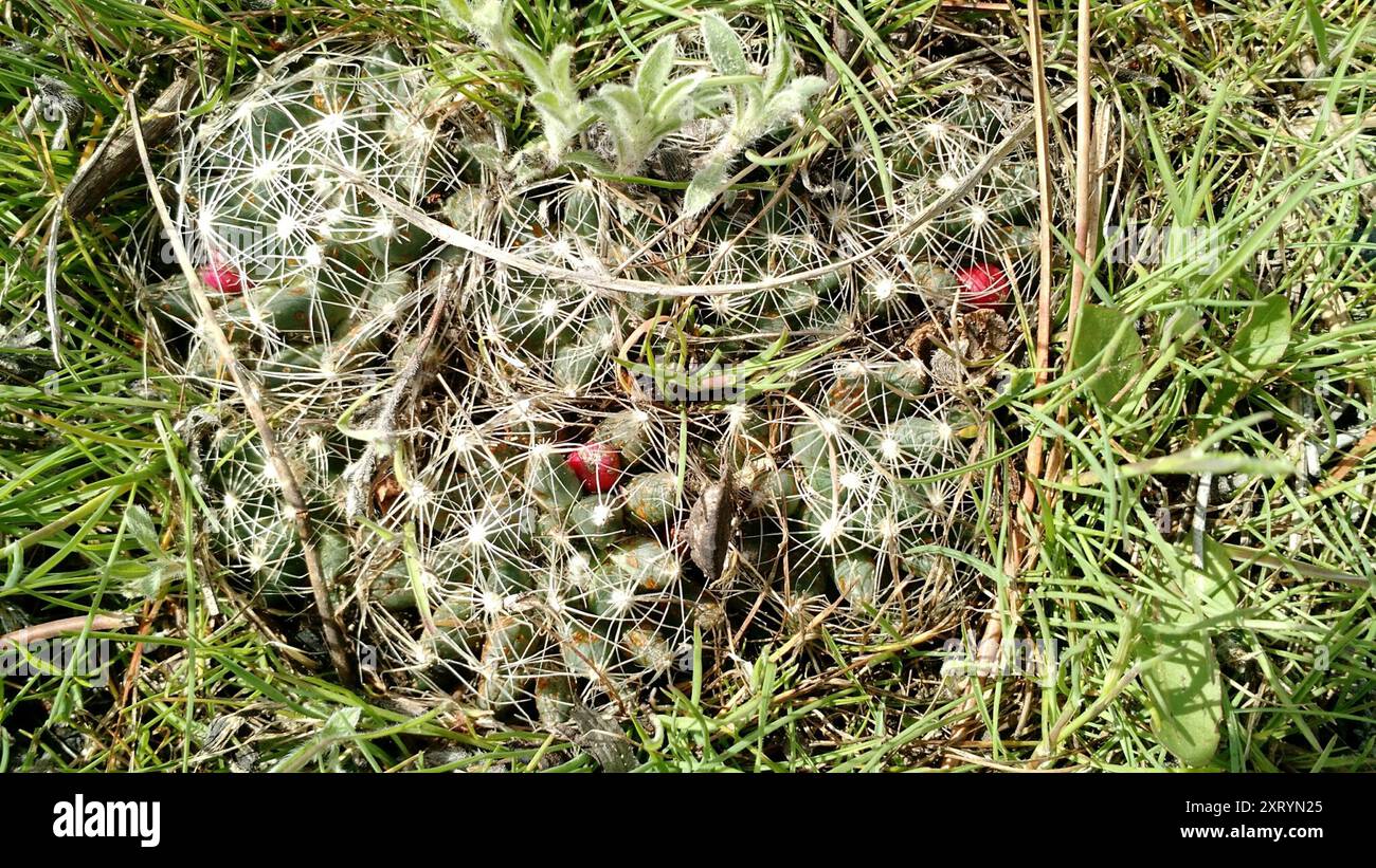 Missouri Foxtail Cactus (Escobaria missouriensis missouriensis) Plantae ...